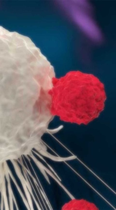 ¿Qué son las citocinas? | Higea CBD