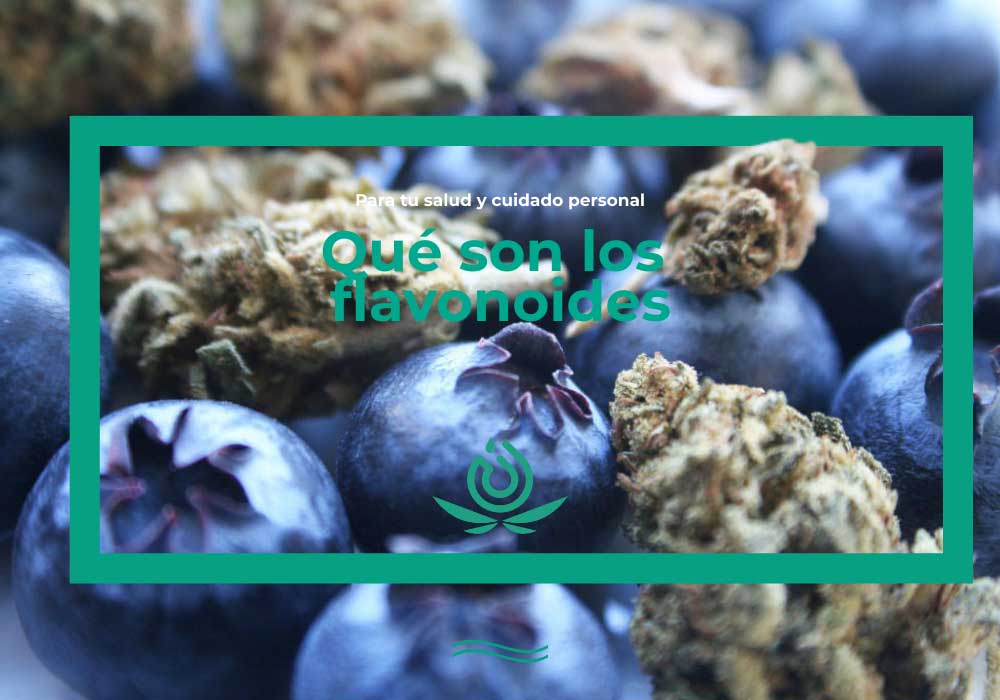 Qué son los flavonoides y dónde los podemos encontrar | Higea CBD