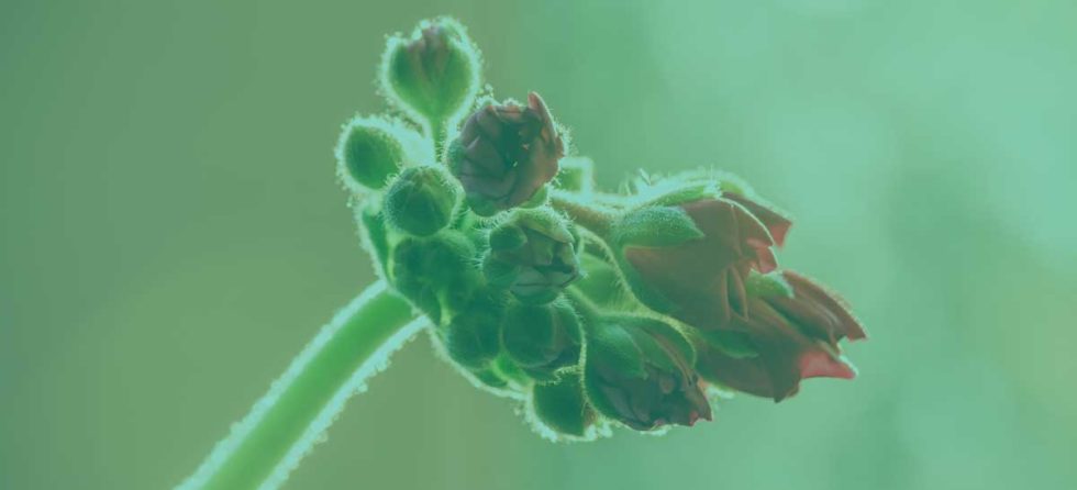 ¿Qué es el geraniol y sus propiedades? | Higea CBD