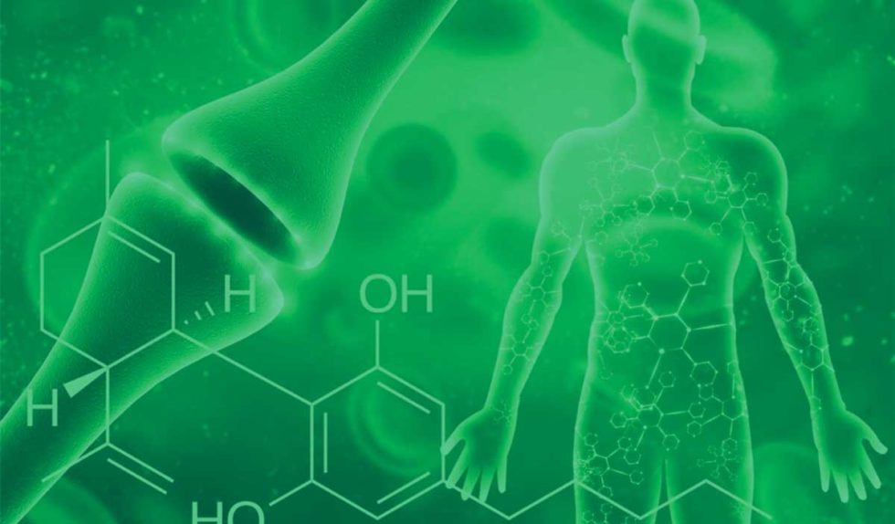 ¿Qué son los endocannabinoides? | Higea CBD