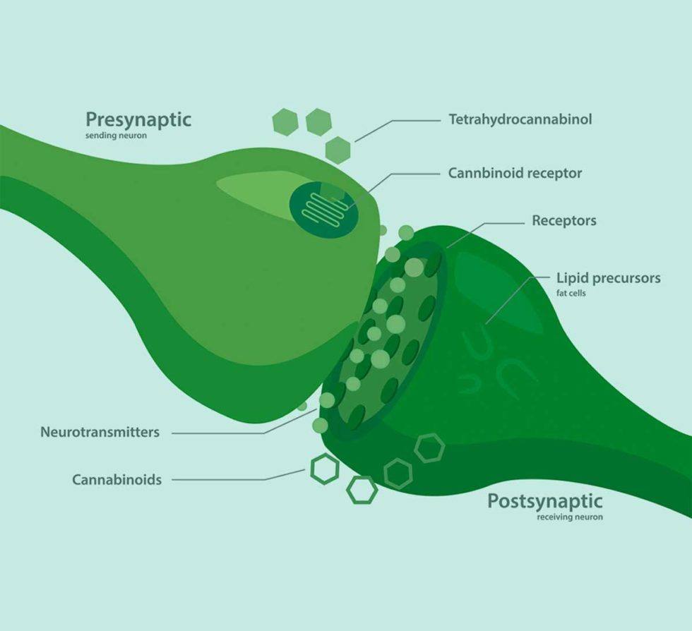 ¿Cómo funcionan los receptores cannabinoides? | Higea CBD